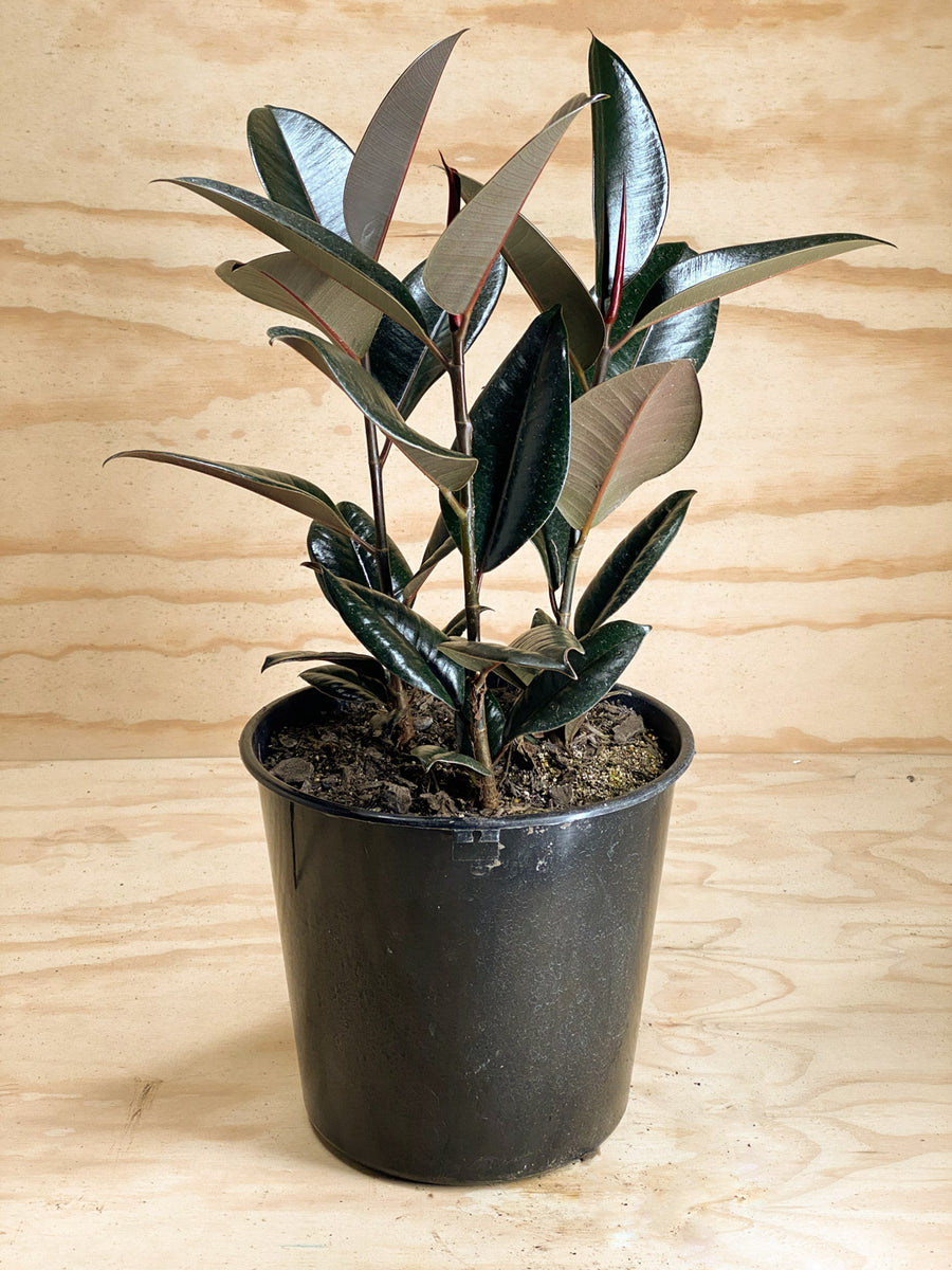 Black Knight Rubber Tree - Ficus elastica – Live Décor